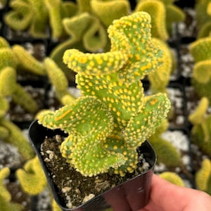 Golden Wavy Cactus, Swirl Cactus, Opuntia Microdasys Monstrosus, Small ...