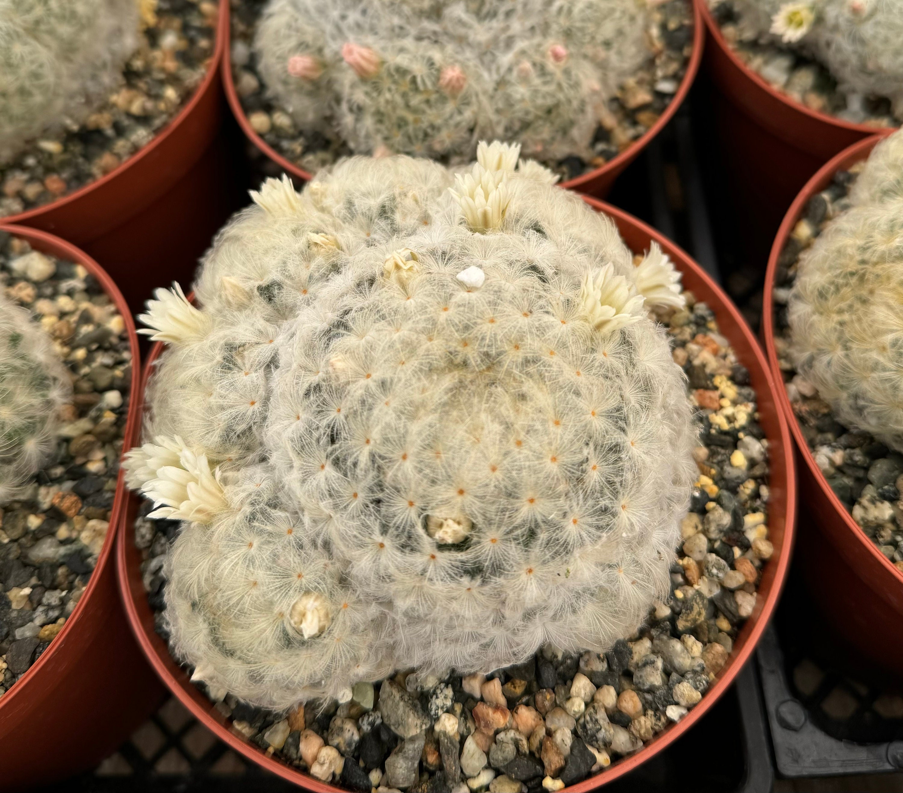 Mammillaria Plumosa Feather Cactus, White Furry Cactus Rare Cactus in 6 ...
