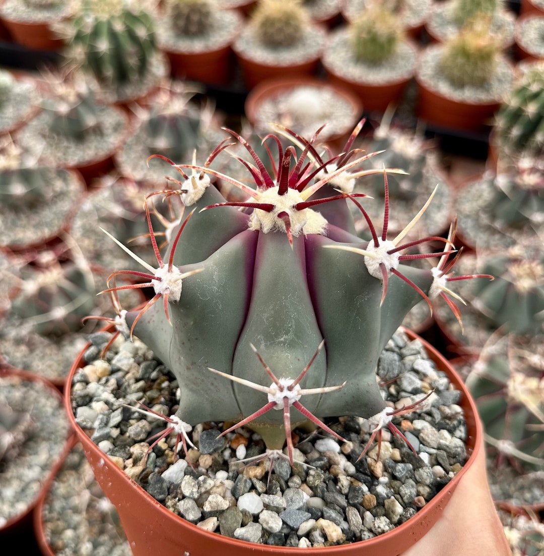 Townsend Barrel Cactus, Rare Cactus, Unique Plant in 3'', 6" Pot - Etsy