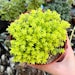Weeping Jade, Trailing Jade, Variegated Succulent, Home Decor Plant ...
