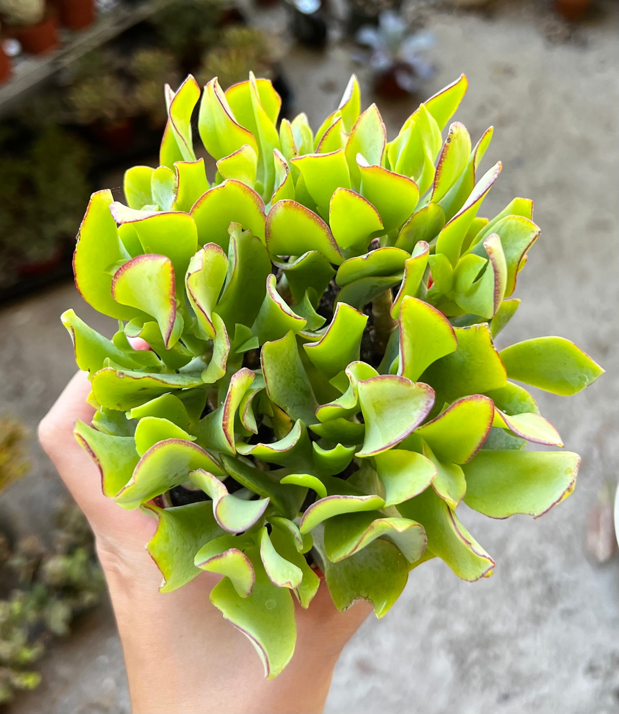 Ripple Jade Silver Dollar Jade Crassula Arborescens - Etsy