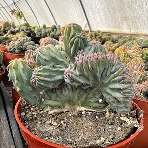Blue Candle Crested Cactus, Blue Myrtle Crested Cactus, Myrtillocactus ...