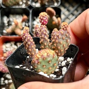 Mini Cinnamon Cactus, Opuntia Rufida Minima, Rare Cactus, Small ...