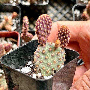 Mini Cinnamon Cactus, Opuntia Rufida Minima, Rare Cactus, Small ...