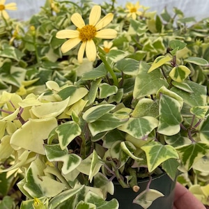 Variegated Wax Ivy, Trailing Plant, Easy Care House Plant in 4", 6 ...