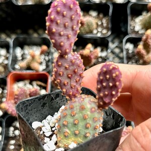 Mini Cinnamon Cactus, Opuntia Rufida Minima, Rare Cactus, Small ...