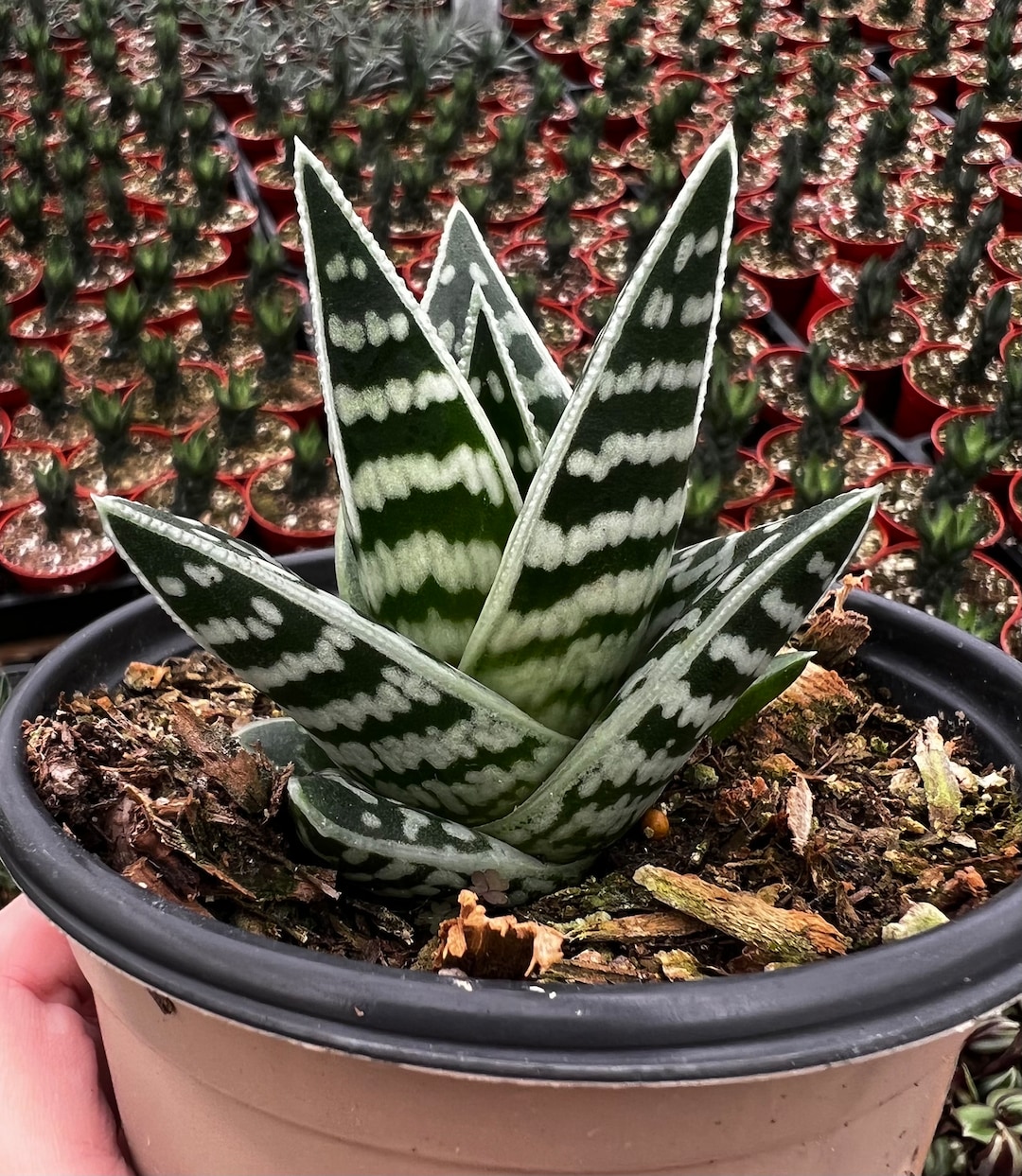 Tiger Aloe, Aloe Variegata, Rare Succulent, Live Plant in 4'' Pot - Etsy