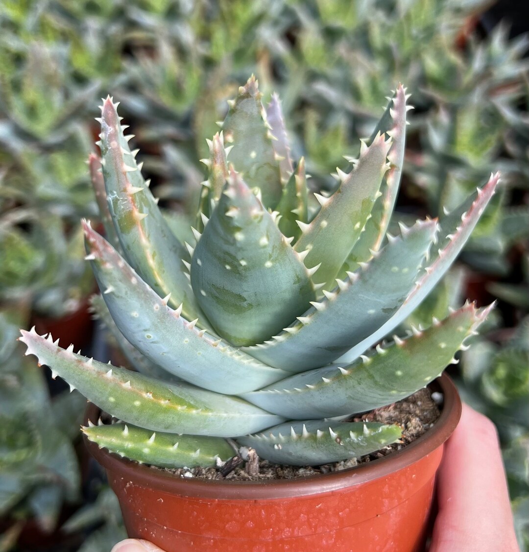 Aloe Brevifolia, Short-leaf Aloe, Crocodile Plant, Live Succulent in 4 ...
