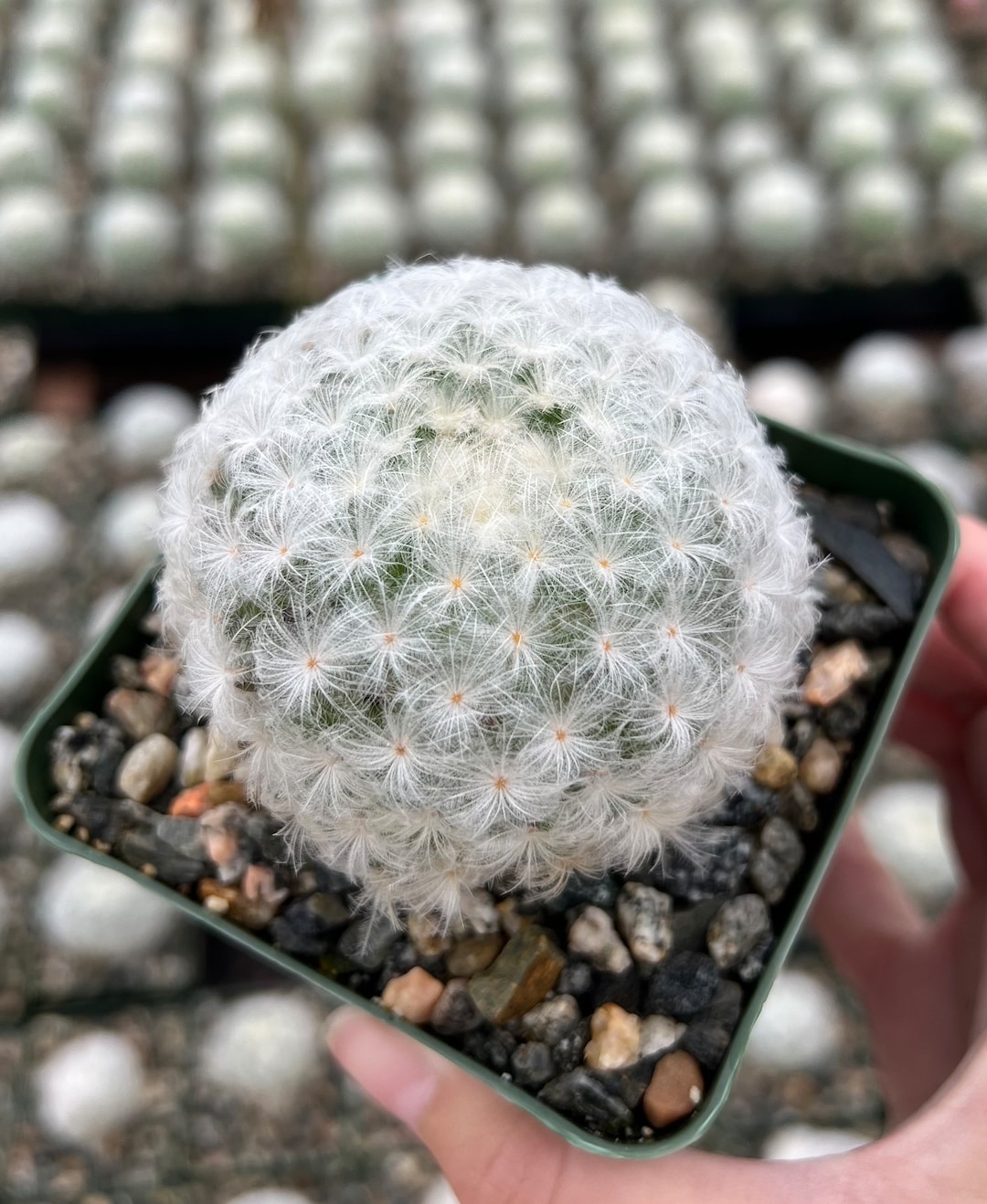 Mammillaria Plumosa Feather Cactus, White Furry Cactus Rare Cactus in 3 ...