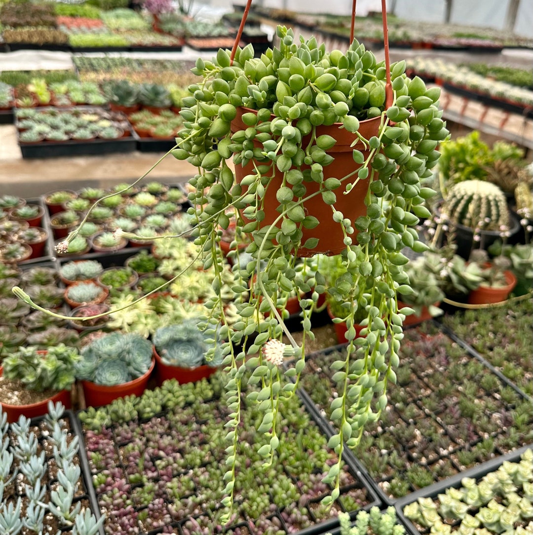String of Tears, Variegated Plant, Trailing Succulent, Hanging Plant in ...