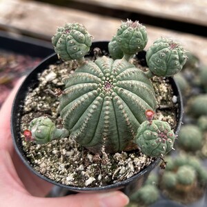 Baseball Plant, Euphorbia Obesa, Rare Plant, Cactus Cluster, Potted Succulent in 3.5'', 6" Pot ...