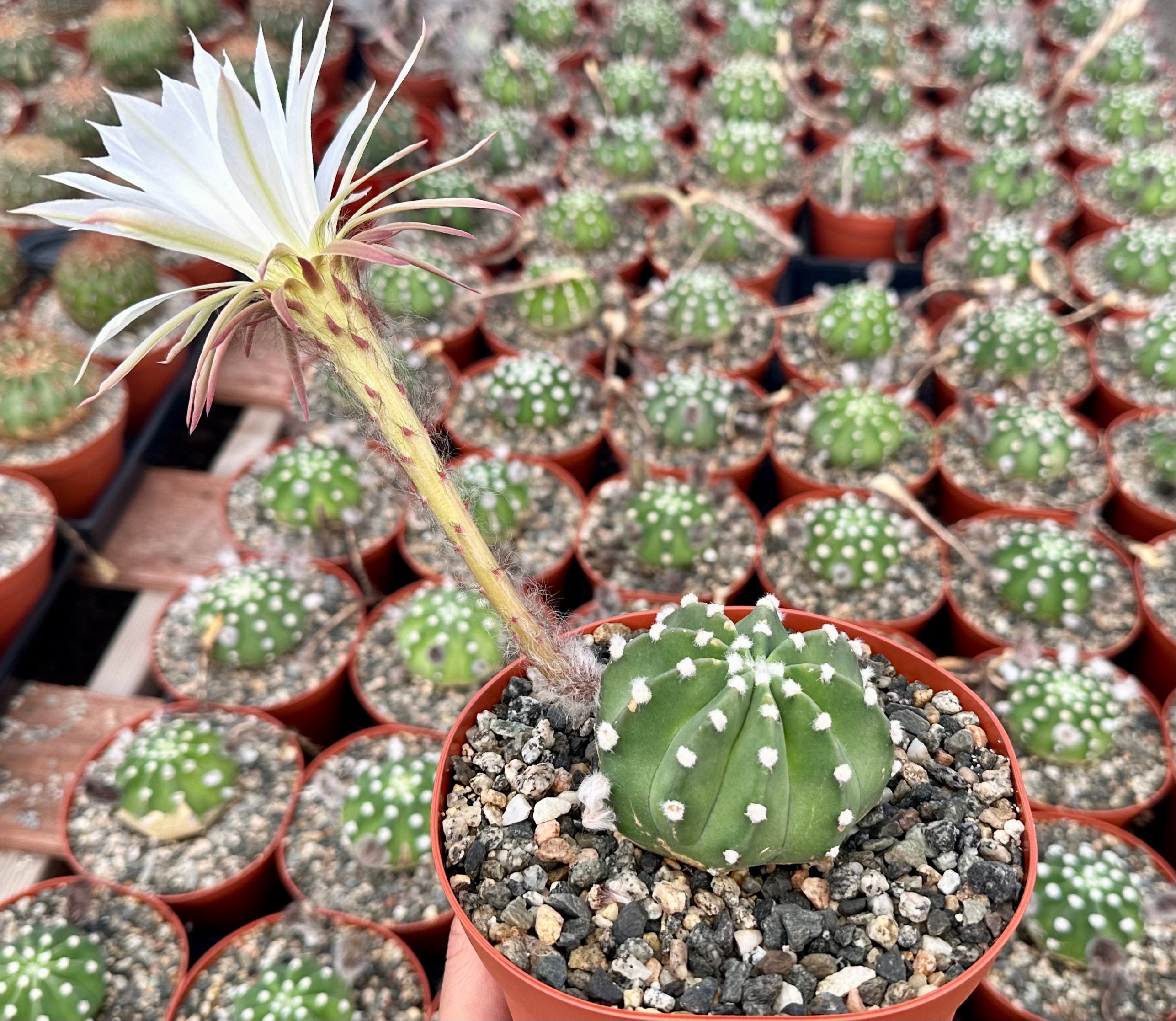 Easter Lily Cactus, Echinopsis Oxygona, Flowering Cactus, Live Plant in ...