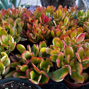 Hummel's Sunset, Crassula Ovata, Golden Jade Plant, Colorful Houseplant ...