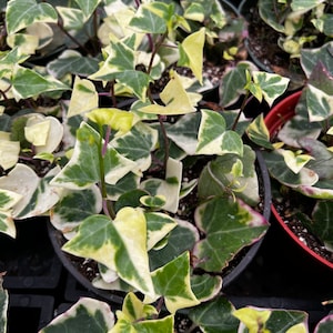 Variegated Wax Ivy, Trailing Plant, Easy Care House Plant in 4", 6 ...