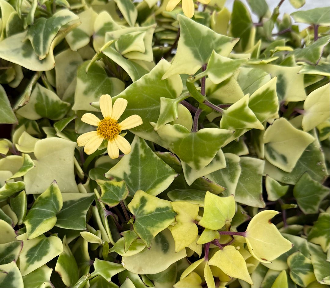 Variegated Wax Ivy, Trailing Plant, Easy Care House Plant in 4", 6 ...
