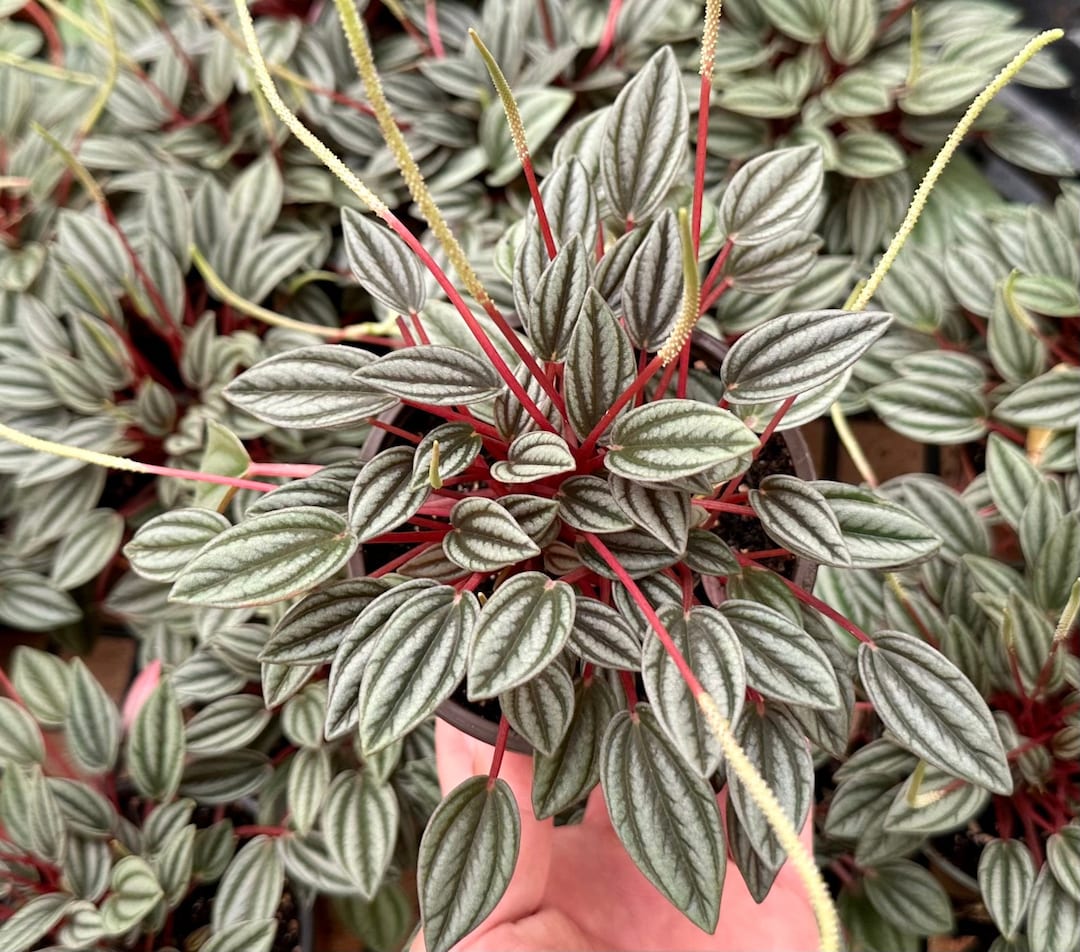 Peperomia Rosso, Tropical Plant, Houseplant in 2", 4" Pot - Etsy