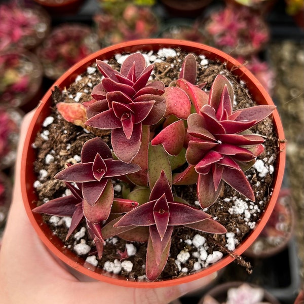 Red Pagoda Crassula - Etsy