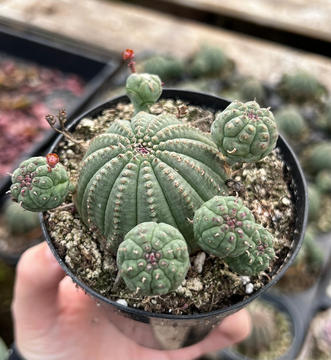 Baseball Plant Euphorbia Obesa Rare Plant Cactus Cluster - Etsy