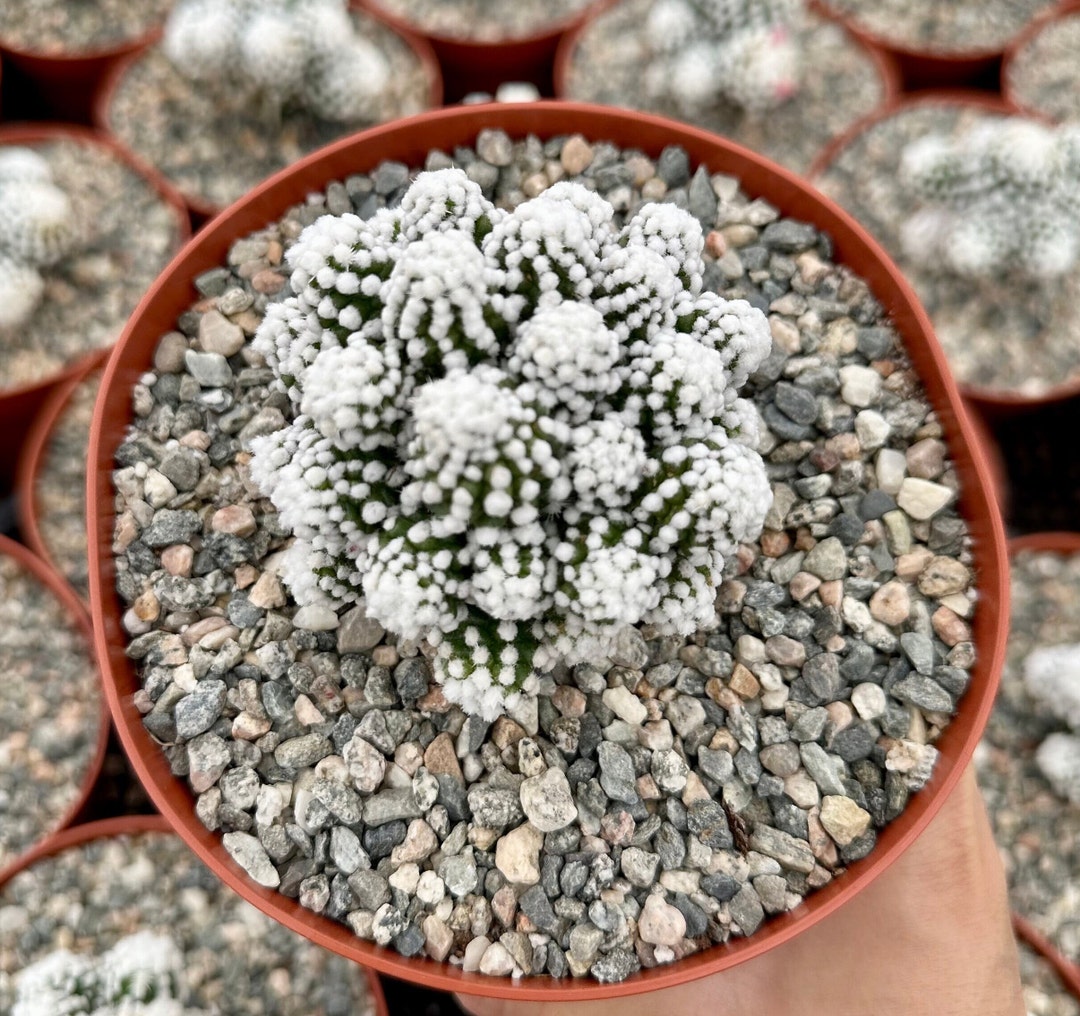 White Snowcap Cactus, Mammillaria Gracilis, Rare Cactus in 2", 3.5", 6 ...