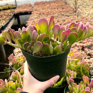 Weeping Jade, Trailing Jade, Variegated Succulent, Home Decor Plant ...