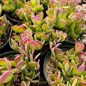 Weeping Jade, Trailing Jade, Variegated Succulent, Home Decor Plant ...