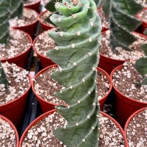 Spiral Cactus, Cereus Forbesii Spiralis, Rare Cactus in 3", 6" Pot - Etsy