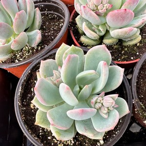 Pachyveria Draco, Pink Succulent, Live Plant in 4'' Pot - Etsy