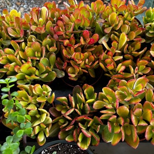 Hummel's Sunset, Crassula Ovata, Golden Jade Plant, Colorful Houseplant ...