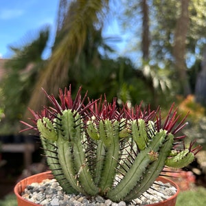 Euphorbia Enopla, Pincushion Euphorbia, Red Thorn Cactus, Live Plant in ...