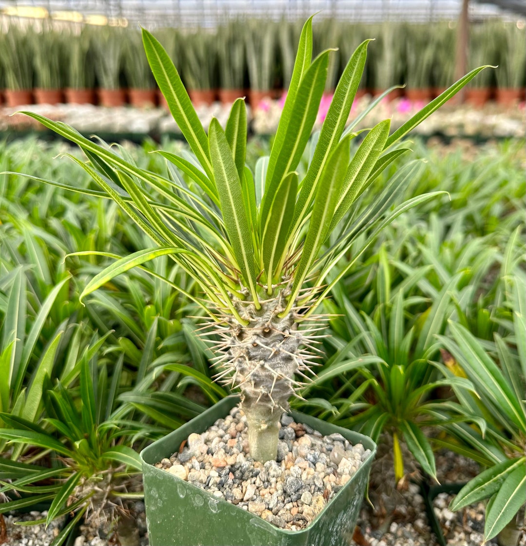 Madagascar Palm, Pachypodium Plant, Rare Succulent in 3" Pot - Etsy