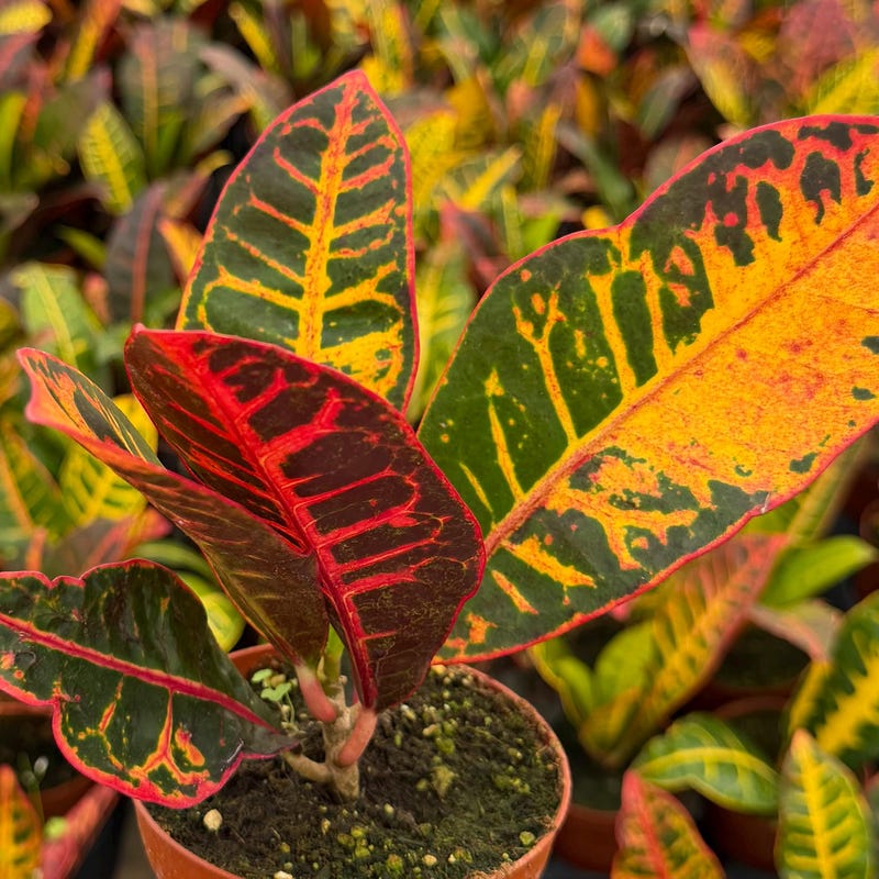 4 Croton Plants - Etsy