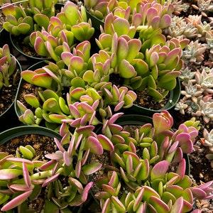 Weeping Jade, Trailing Jade, Variegated Succulent, Home Decor Plant ...