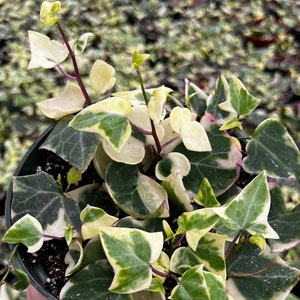 Variegated Wax Ivy, Trailing Plant, Easy Care House Plant in 4", 6 ...
