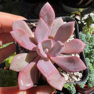 Graptoveria Debbie, Pink Succulent, Live Plant in 2.5'', 4'' Pot - Etsy