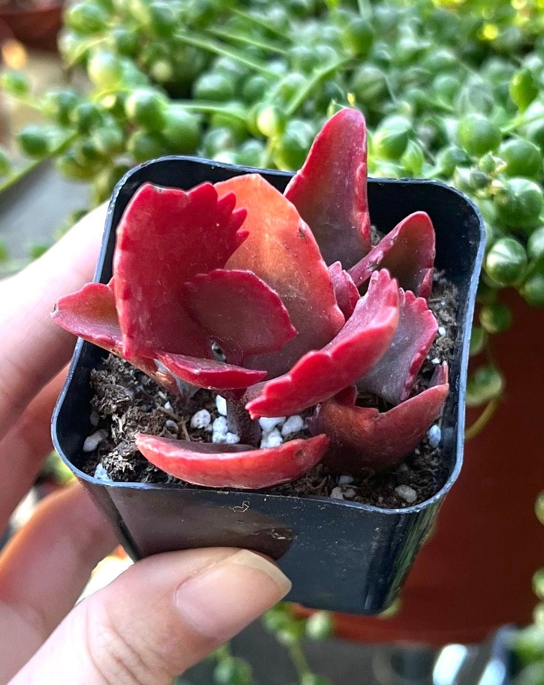 Kalanchoe Longiflora Coccinea, Kalanchoe Sexangularis, Tugela Cliff ...