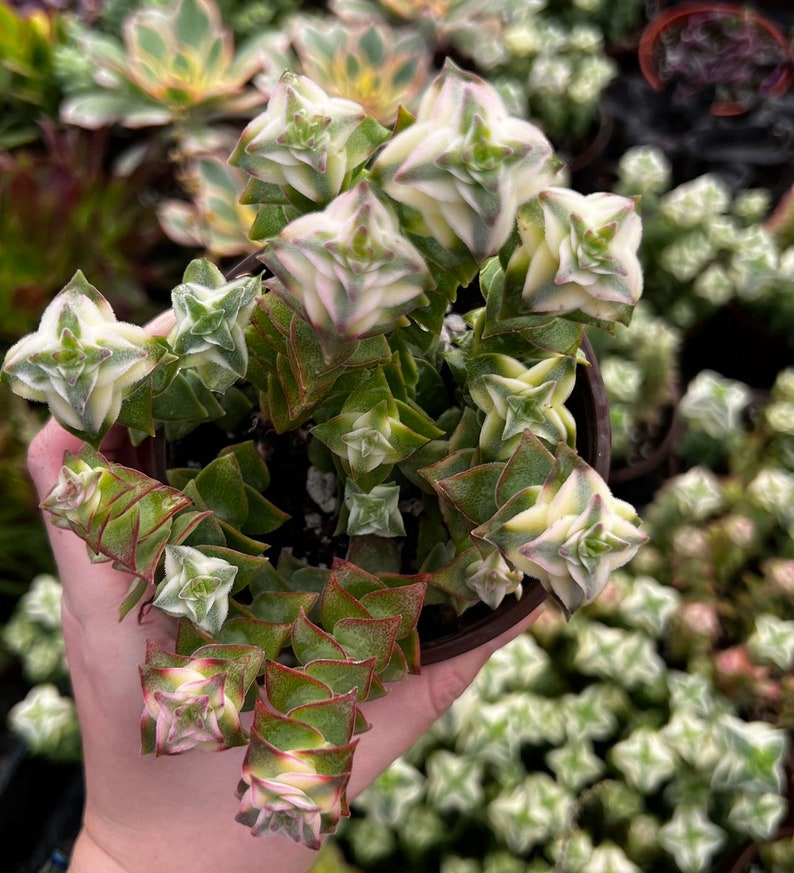 Variegated String of Buttons Trailing Succulents Potted Live - Etsy