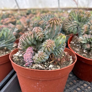 Blue Candle Crested Cactus, Blue Myrtle Crested Cactus, Myrtillocactus ...