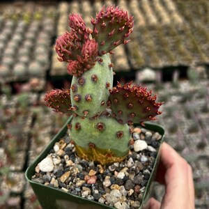 Opuntia Santa Rita Red Prickly Pear Live Cactus in 3 - Etsy