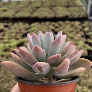 Graptoveria Opalina, Pink Succulent, Rare Live Plant in 4'' Pot - Etsy