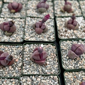 Pleiospilos Royal Flush, Purple Rare Succulent, Purple Lithop, Small ...