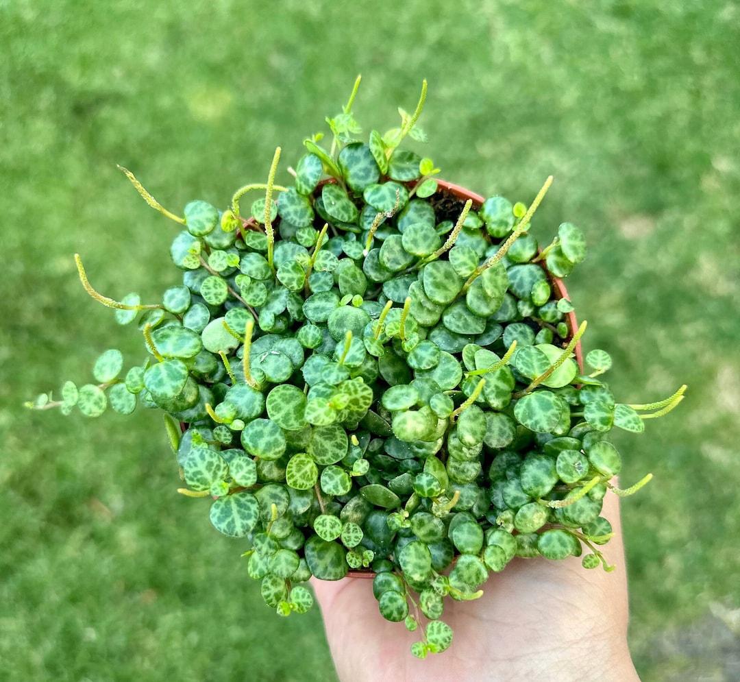 String of Turtles, Trailing Succulent, Hanging Plant, Home Decor Plant ...