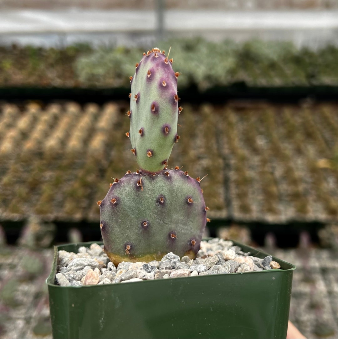Opuntia Santa Rita Prickly Pear Purple Cactus Live Cactus in 4" Pot - Etsy