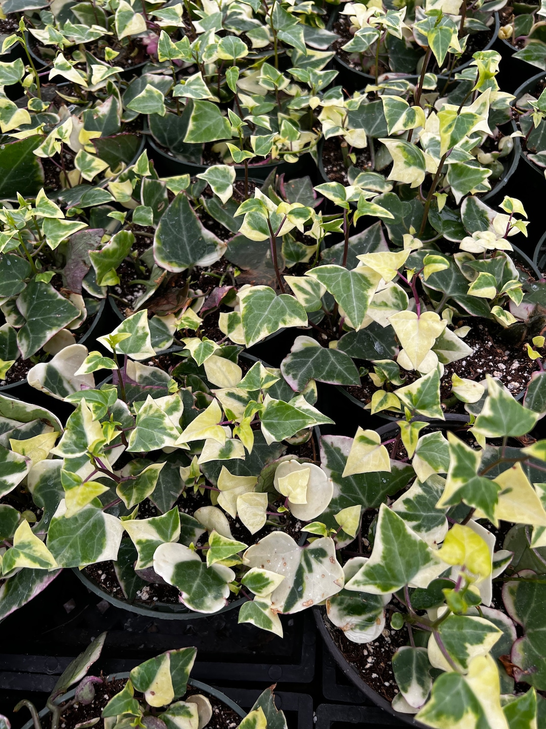 Variegated Wax Ivy, Trailing Plant, Easy Care House Plant in 6'' Pot - Etsy
