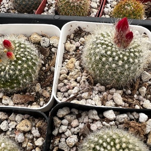 Red Crown Cactus, Fire Crown Cactus, Rebutia Minuscula, Blooming Cactus ...