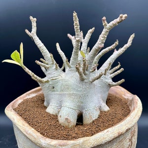 Adenium Arabicum, Desert Rose, Exotic Rare Plant, Unique Plant ...
