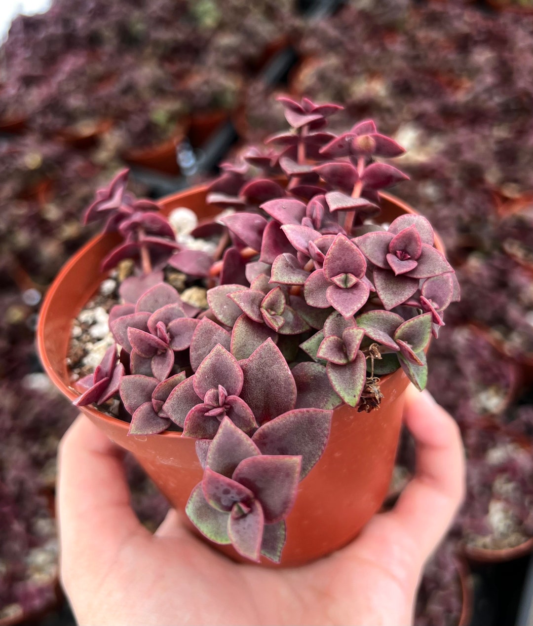 Pink Calico Kitten Trailing Succulent Live Hanging Plant in - Etsy