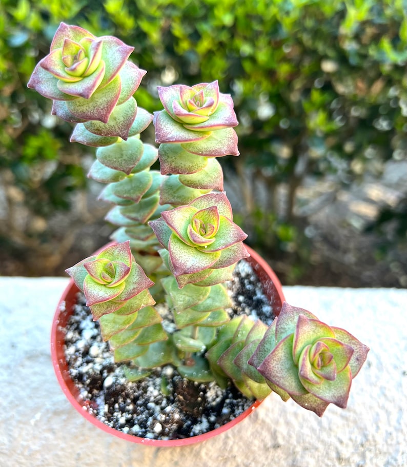 String of Buttons Trailing Succulent Live Plant in - Etsy