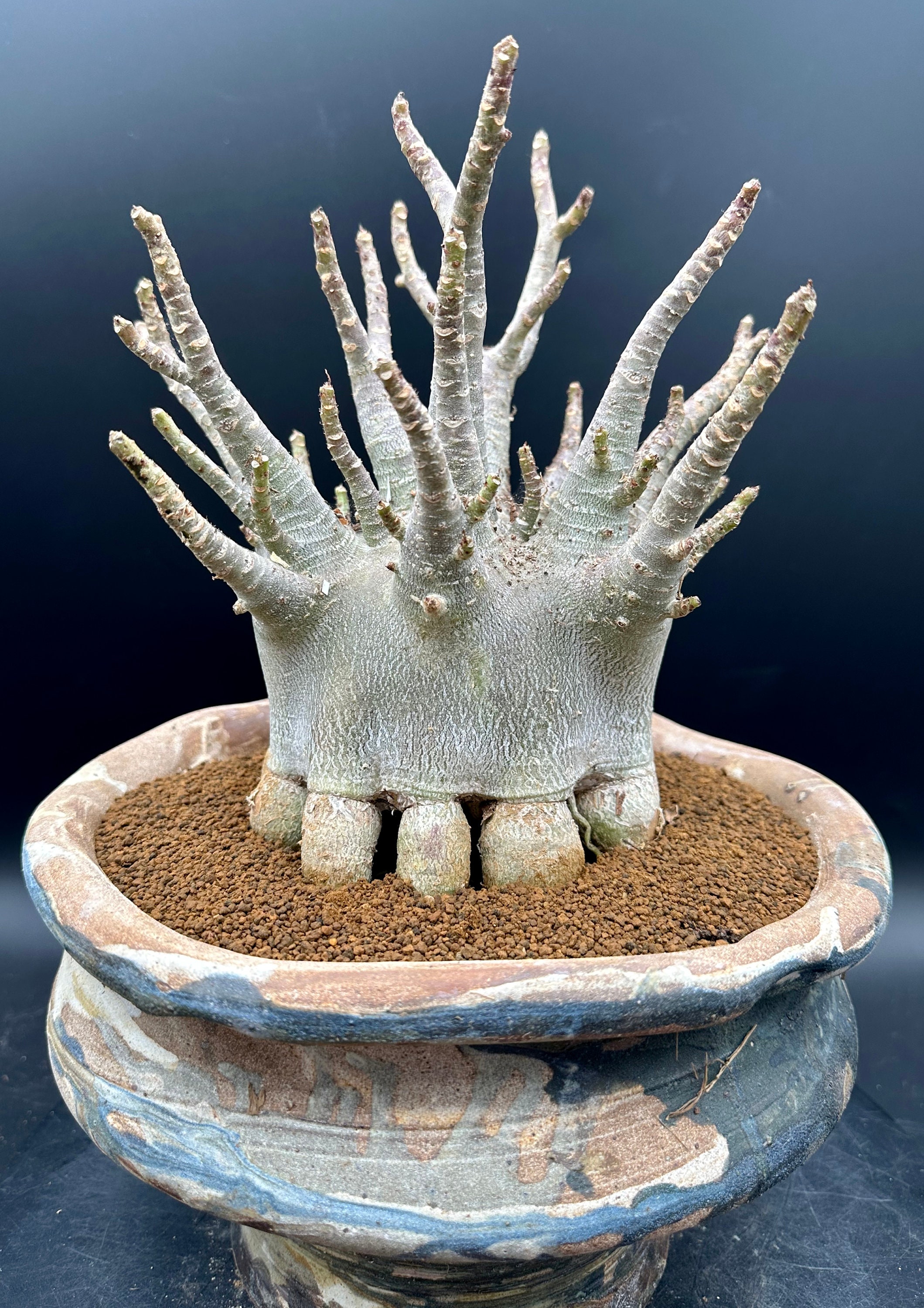 Adenium Arabicum, Desert Rose, Exotic Rare Plant, Unique Plant ...