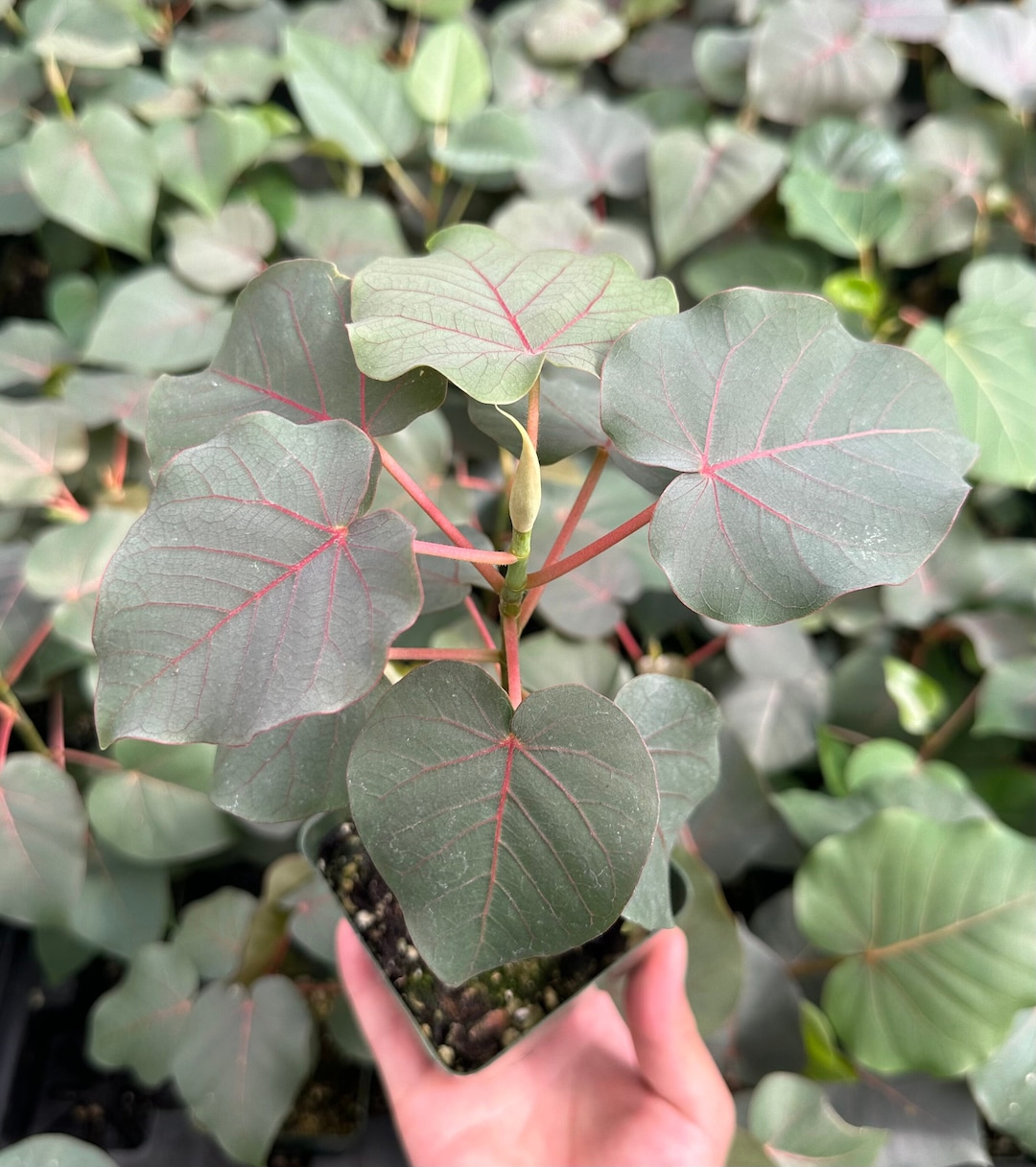 Rock Fig, Petiolate Fig, Ficus Petiolaris, Rare Plant in 4" Pot - Etsy