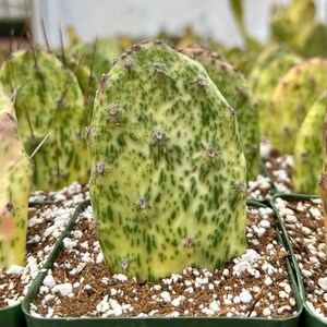 Variegated Opuntia Sunburst, Rare Cactus, Variegated Cactus, Live Plant ...